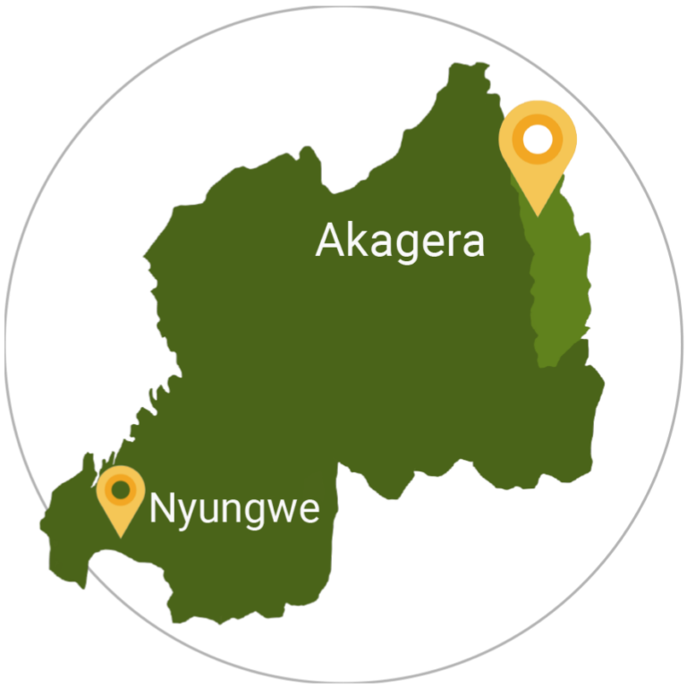 Nyungwe National Park - Nyungwe